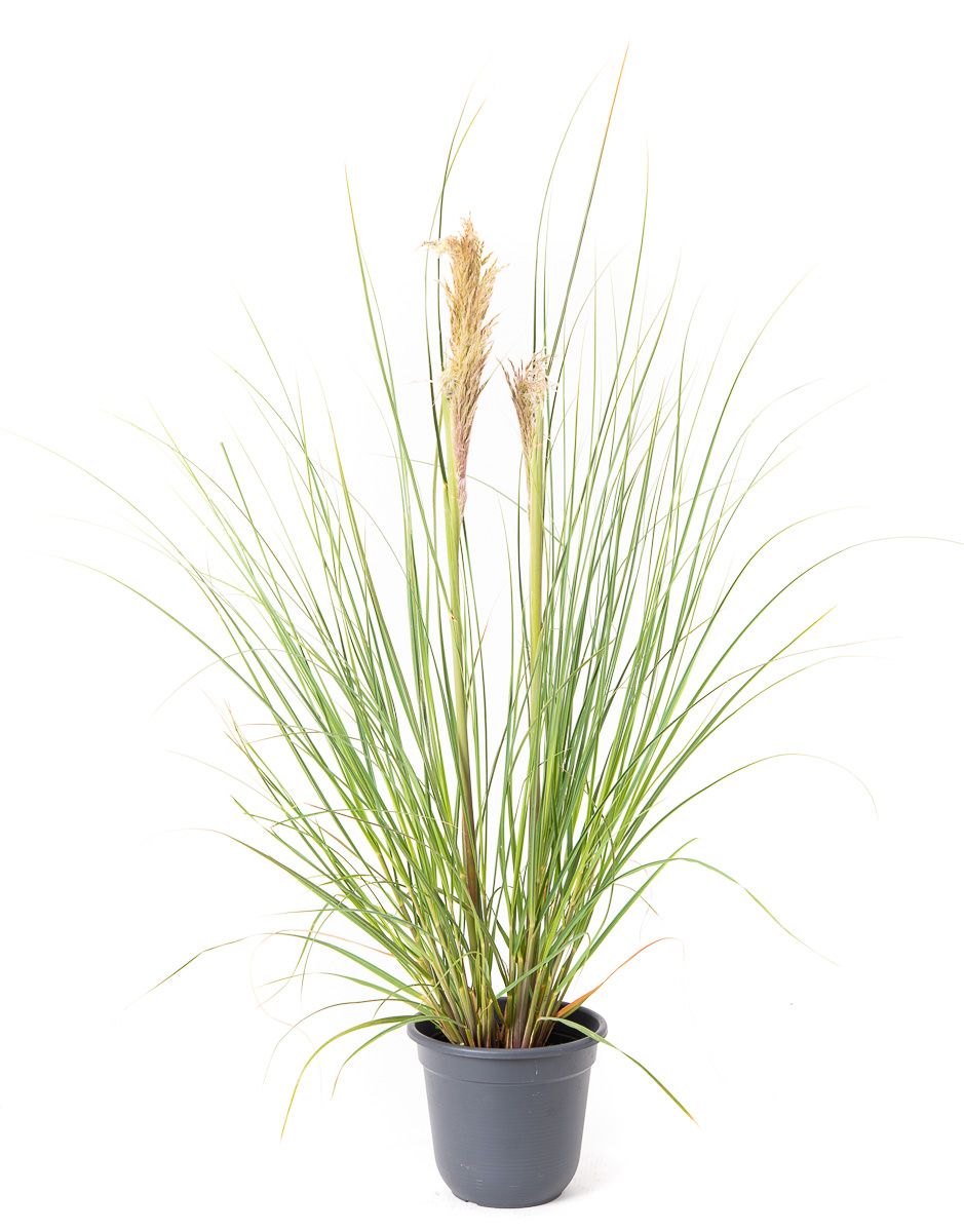 Kleines Pampasgras Pumila - Cortaderia selloana Pumila günstig kaufen