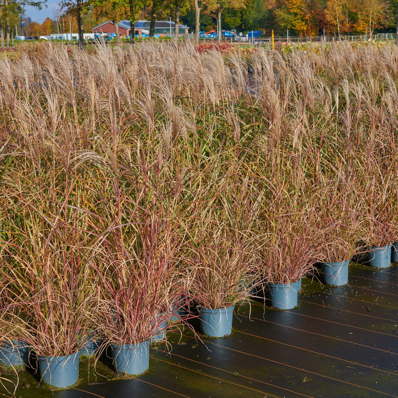 Chinaschilf Rotsilber - Miscanthus sinensis Rotsilber günstig kaufen