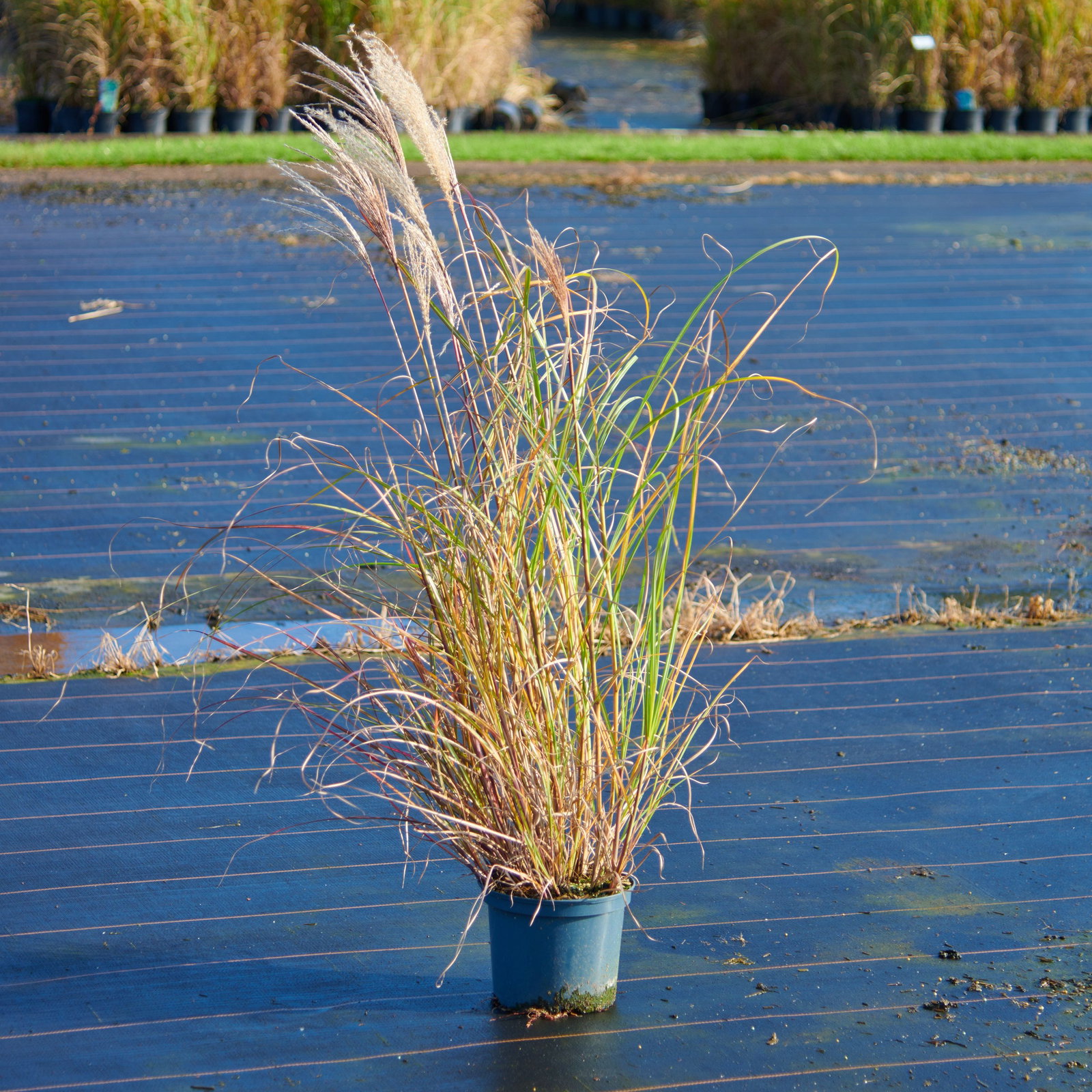 Chinaschilf Rotsilber - Miscanthus sinensis Rotsilber günstig kaufen