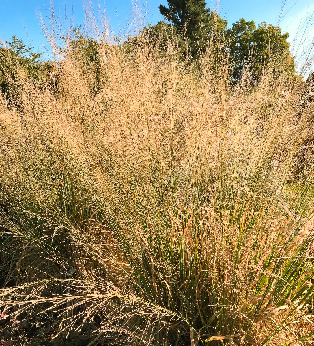 Pfeifengras Karl Foerster - Molinia arundinacea Karl Foerster günstig ...
