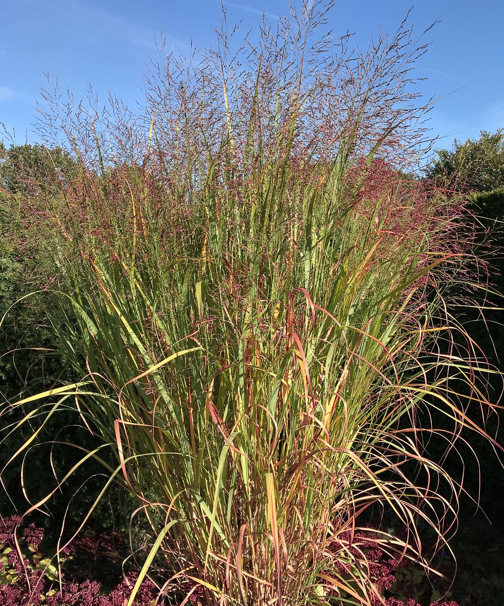Ruten Hirse Panicum Virgatum