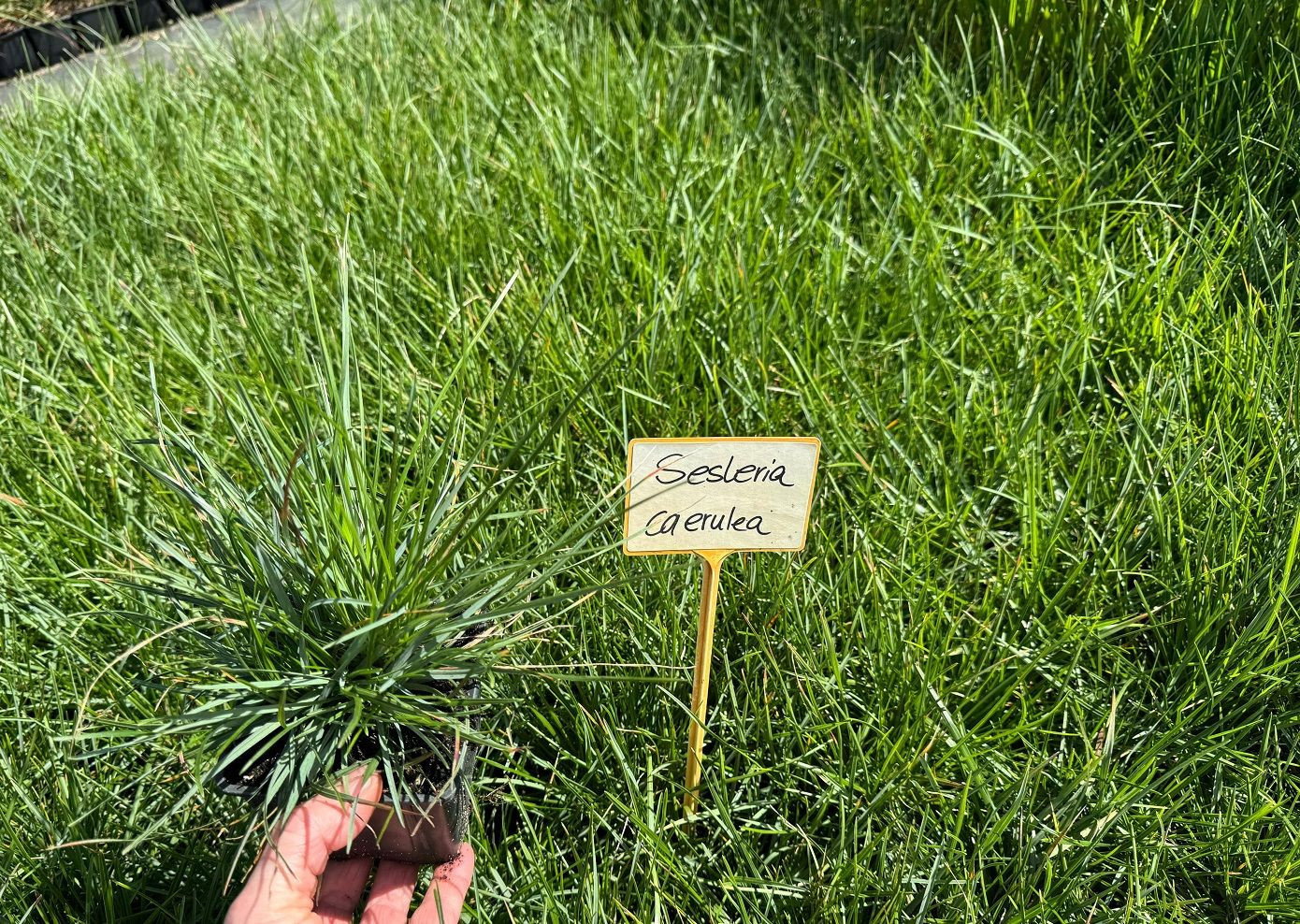 Moor Blaugras - Sesleria caerulea günstig kaufen