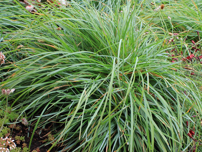 Herbst Blaugras - Sesleria autumnalis günstig kaufen