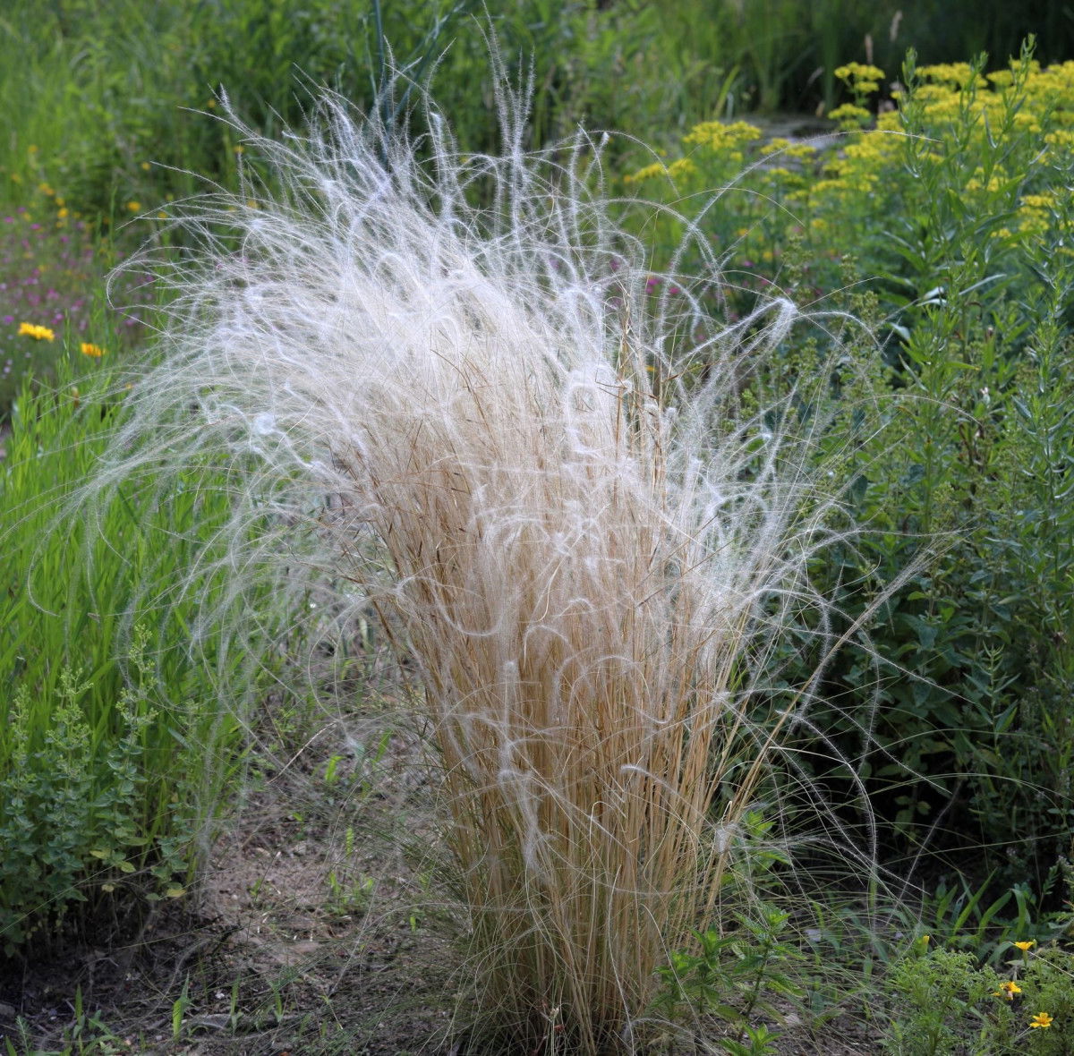 Haar Federgras - Stipa capillata günstig kaufen