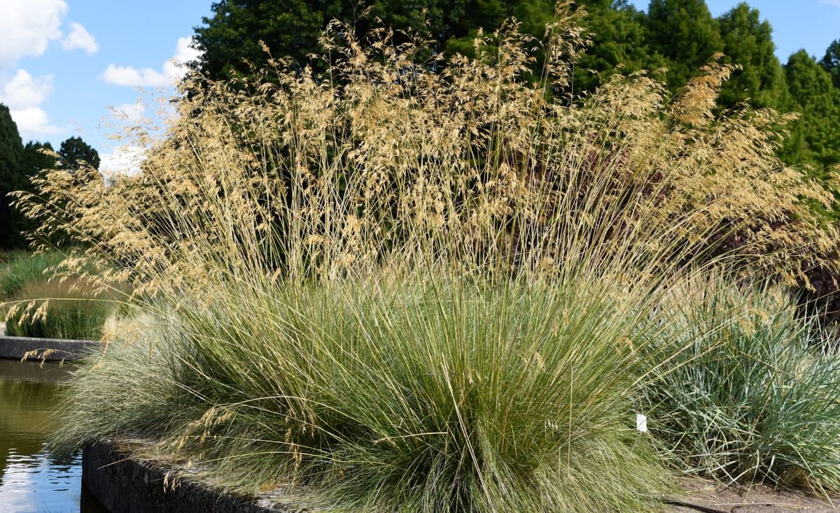 Zartes Federgras - Stipa tenuissima günstig kaufen