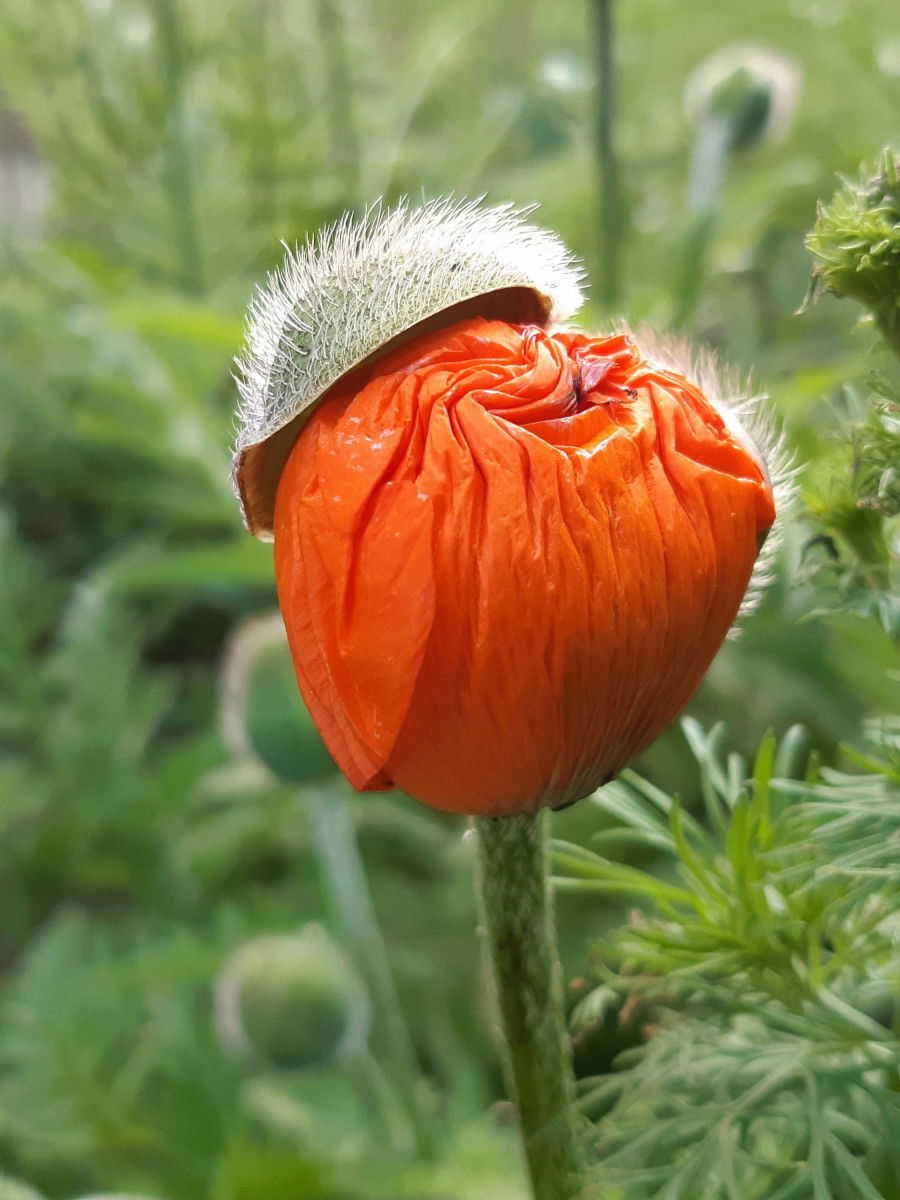 Rosa Orientalischer Mohn - Papaver orientale Prinzessin Victoria Louise ...