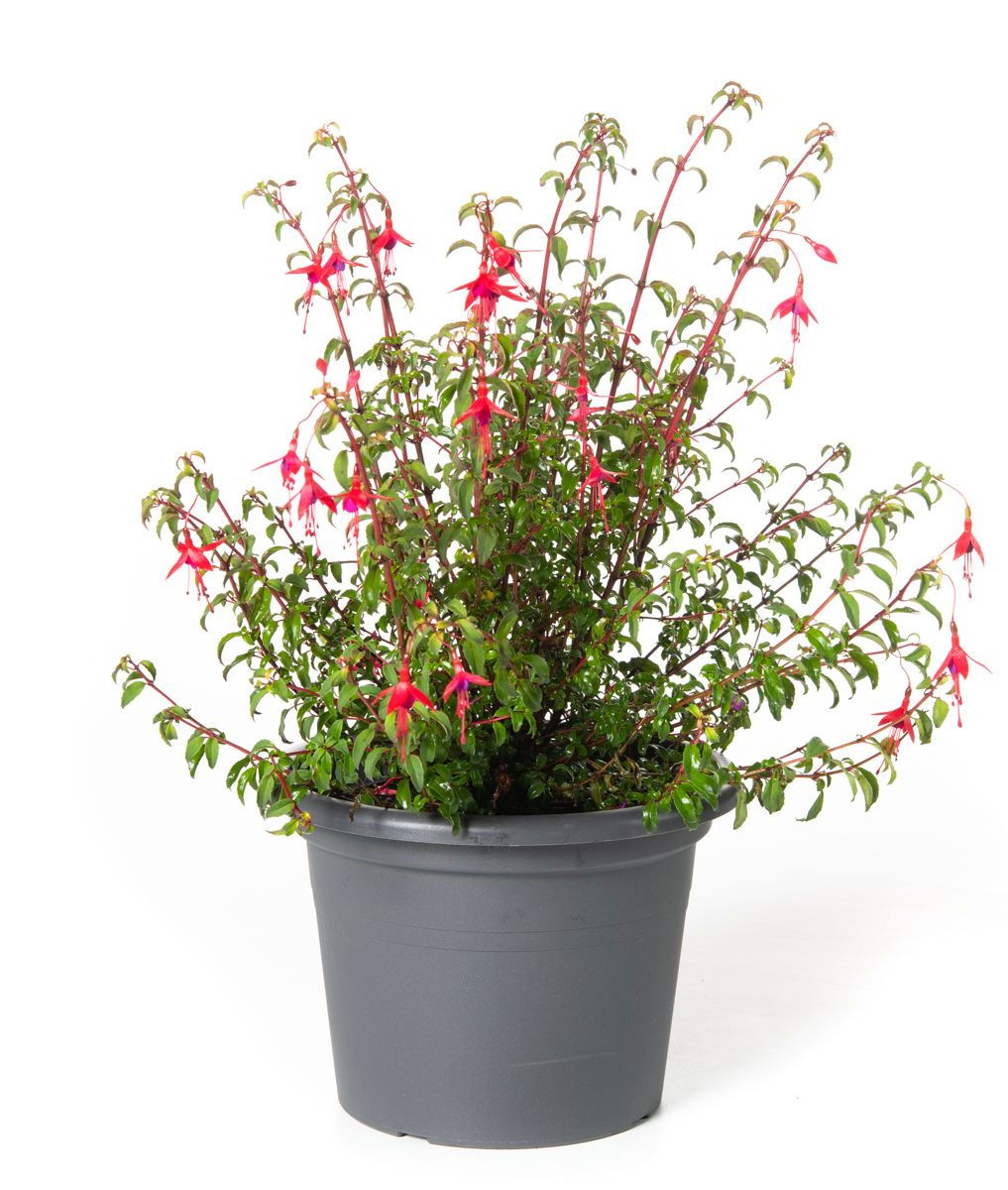 Fuchsie Riccartonii - Fuchsia magellanica Riccartonii günstig kaufen