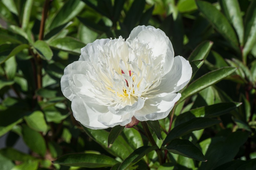 Pfingstrose 'Immaculee' - Paeonia lactiflora 'Immaculee' günstig kaufen