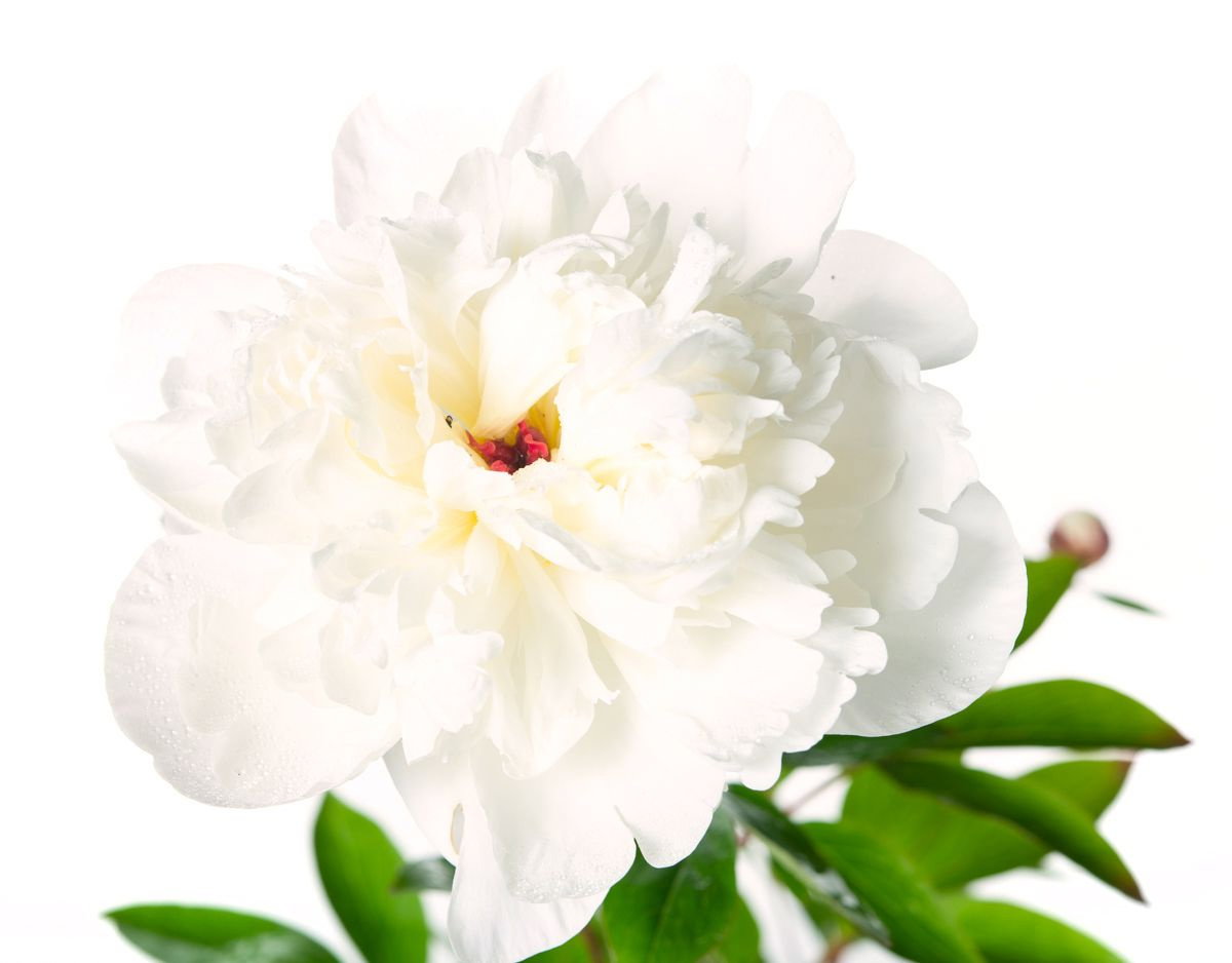Pfingstrose 'Immaculee' - Paeonia lactiflora 'Immaculee' günstig kaufen