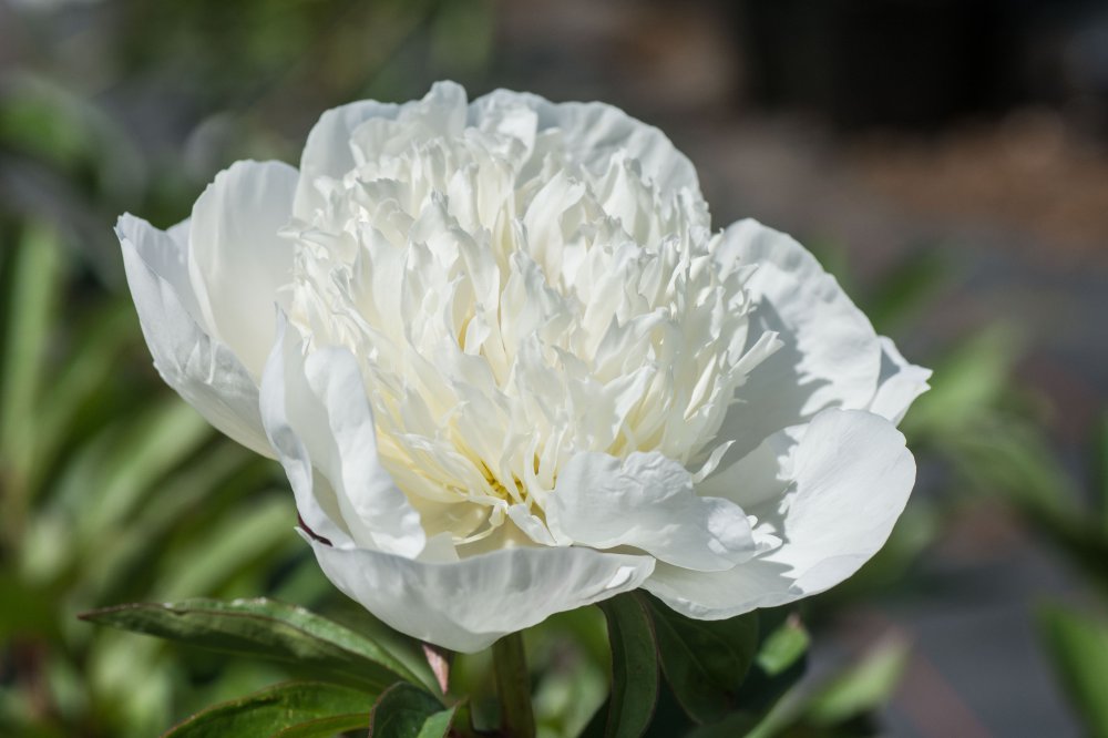 Pfingstrose 'Immaculee' - Paeonia lactiflora 'Immaculee' günstig kaufen
