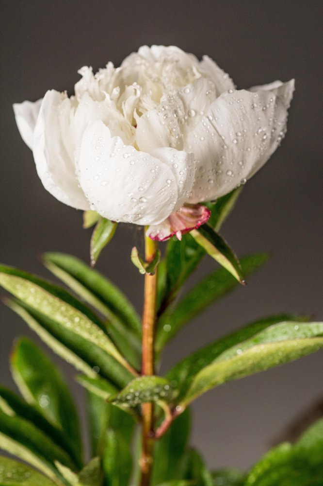 Pfingstrose 'Immaculee' - Paeonia lactiflora 'Immaculee' günstig kaufen