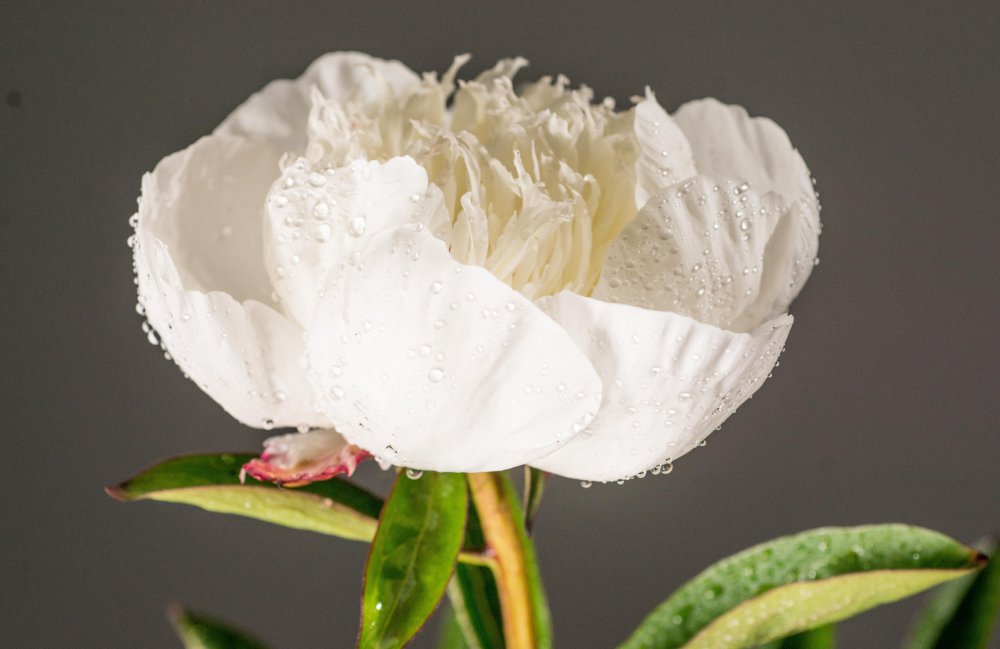 Pfingstrose 'Immaculee' - Paeonia lactiflora 'Immaculee' günstig kaufen