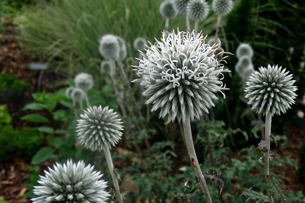 Kugeldistel Arctic Glow - Echinops sphaerocephalus Arctic Glow günstig ...