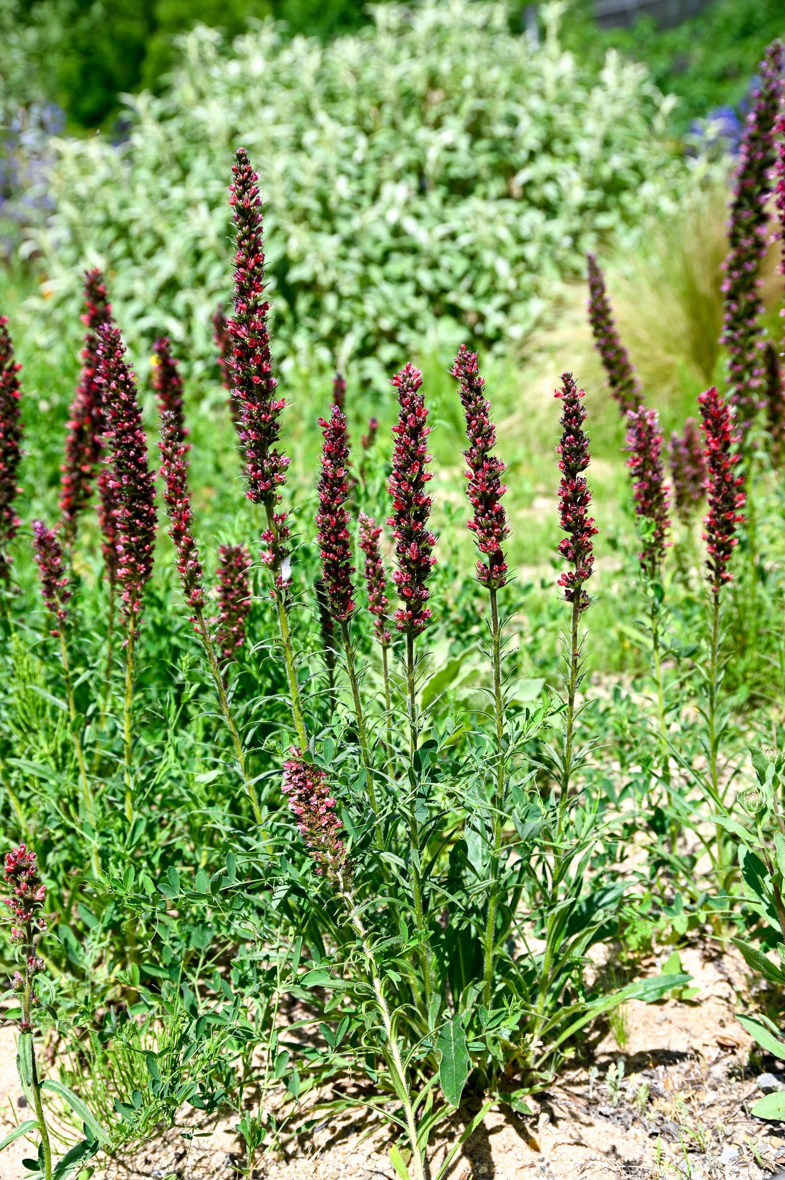 Russischer Natternkopf - Echium russicum günstig kaufen