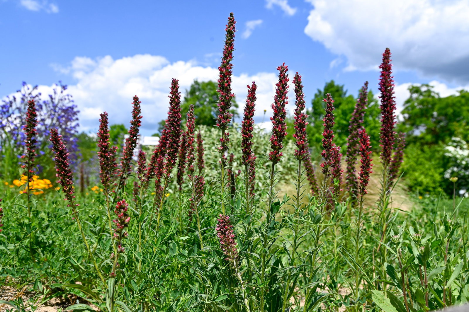 Russischer Natternkopf - Echium russicum günstig kaufen