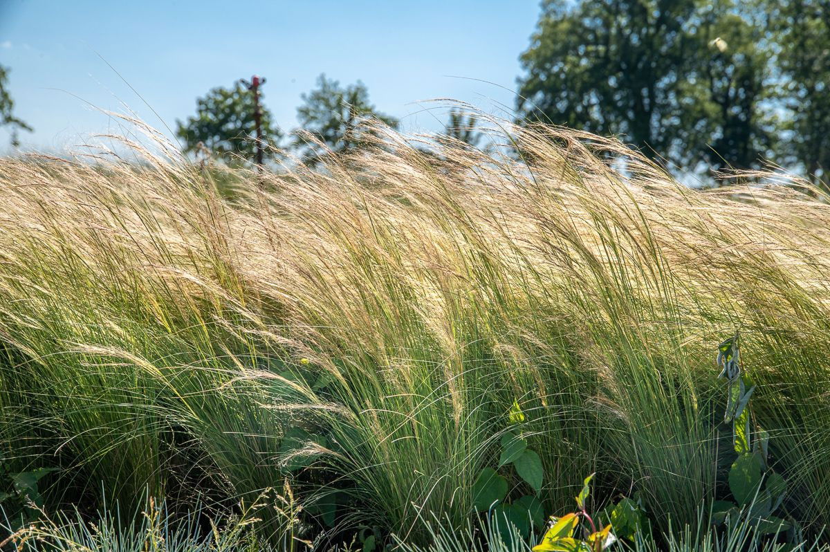 Zartes Federgras - Stipa tenuissima günstig kaufen