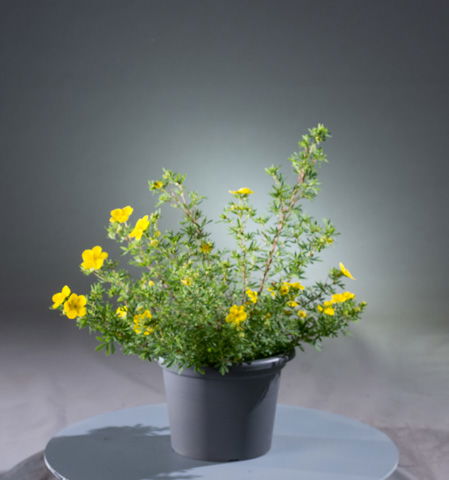 Lein Compactum, gen. - Linum flavum Compactum, gen. günstig kaufen