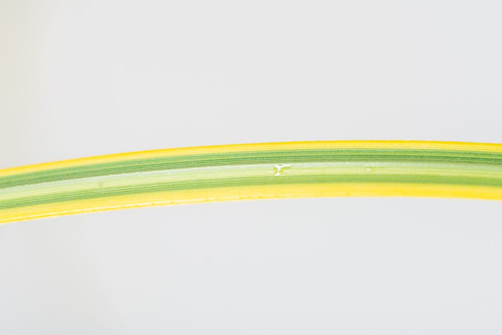 Buntblättriges Pampasgras Aureolineata - Cortaderia selloana ...