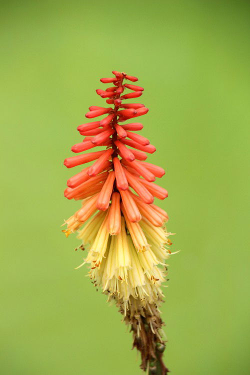 Fackellilie - Kniphofia praecox günstig kaufen