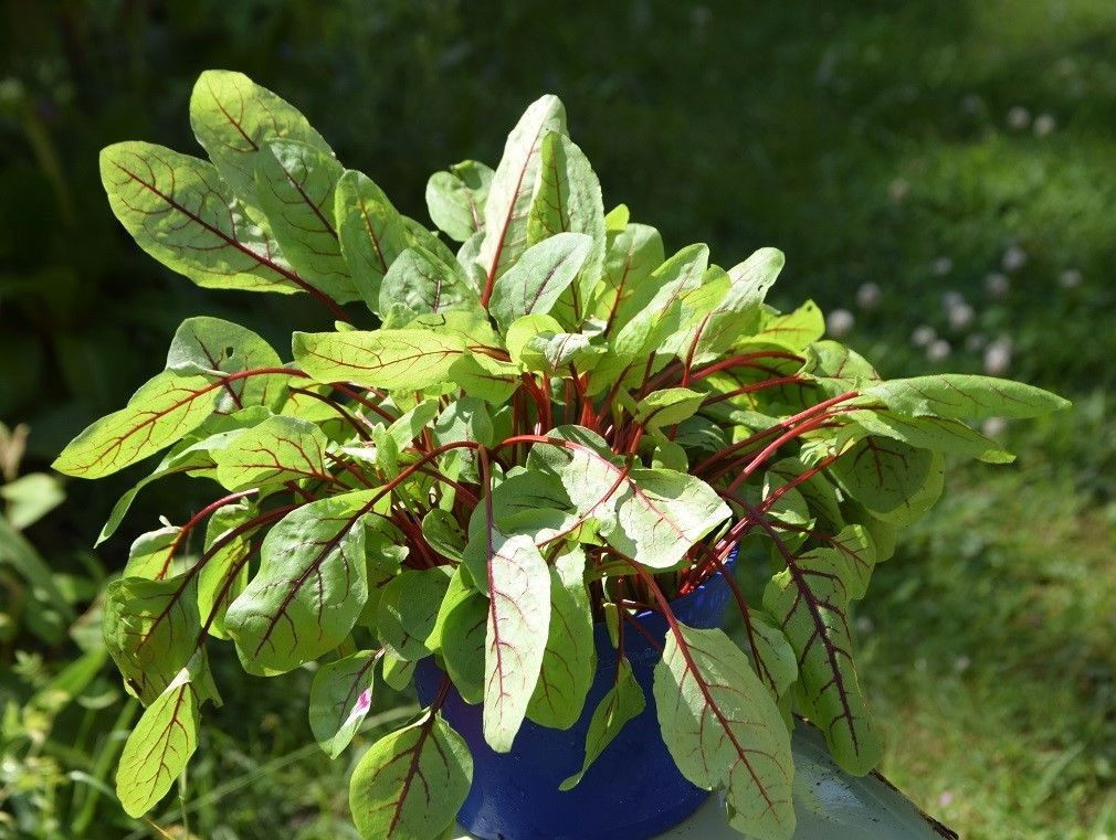 Blut Sauerampfer - Rumex sanguineus günstig kaufen