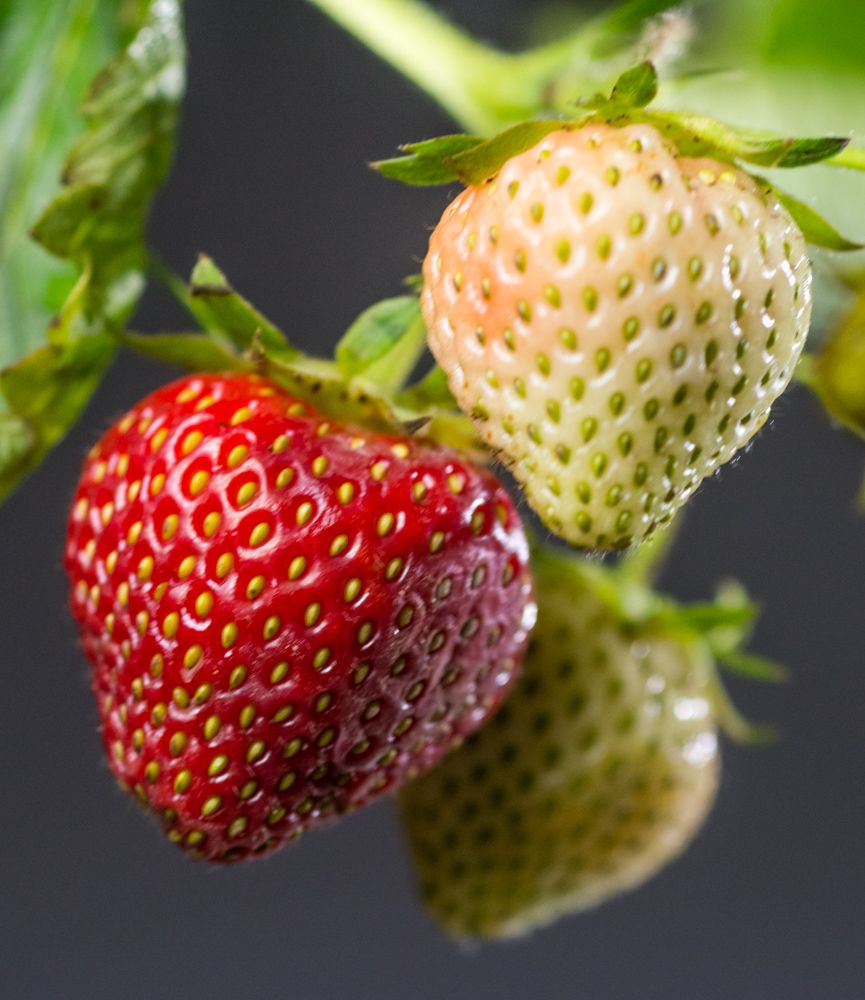 Erdbeere Korona Erntezeit