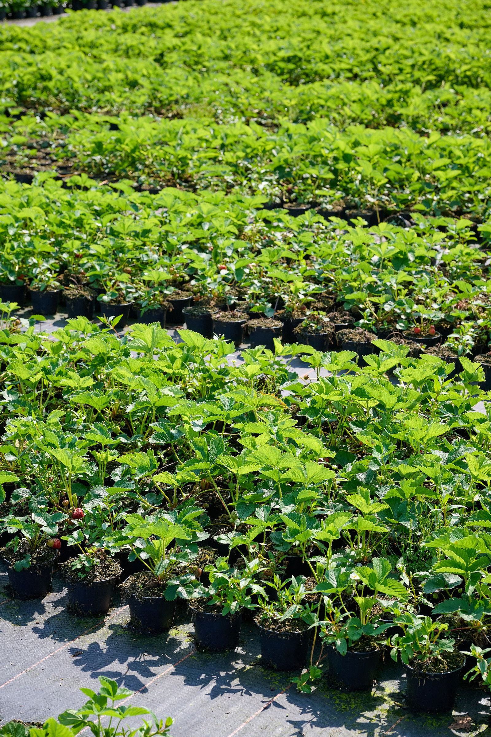 Erdbeere Elsanta - Fragaria Elsanta günstig kaufen