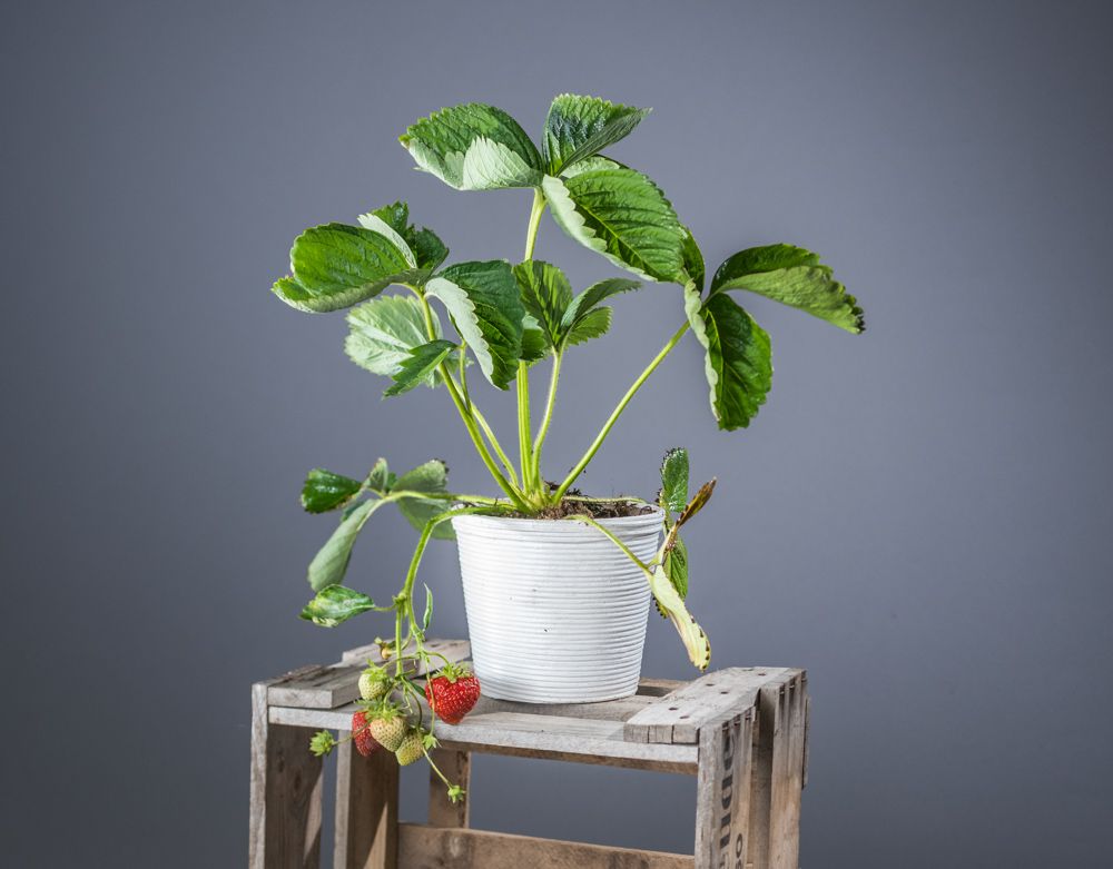 Erdbeere Elsanta - Fragaria vesca Elsanta günstig kaufen