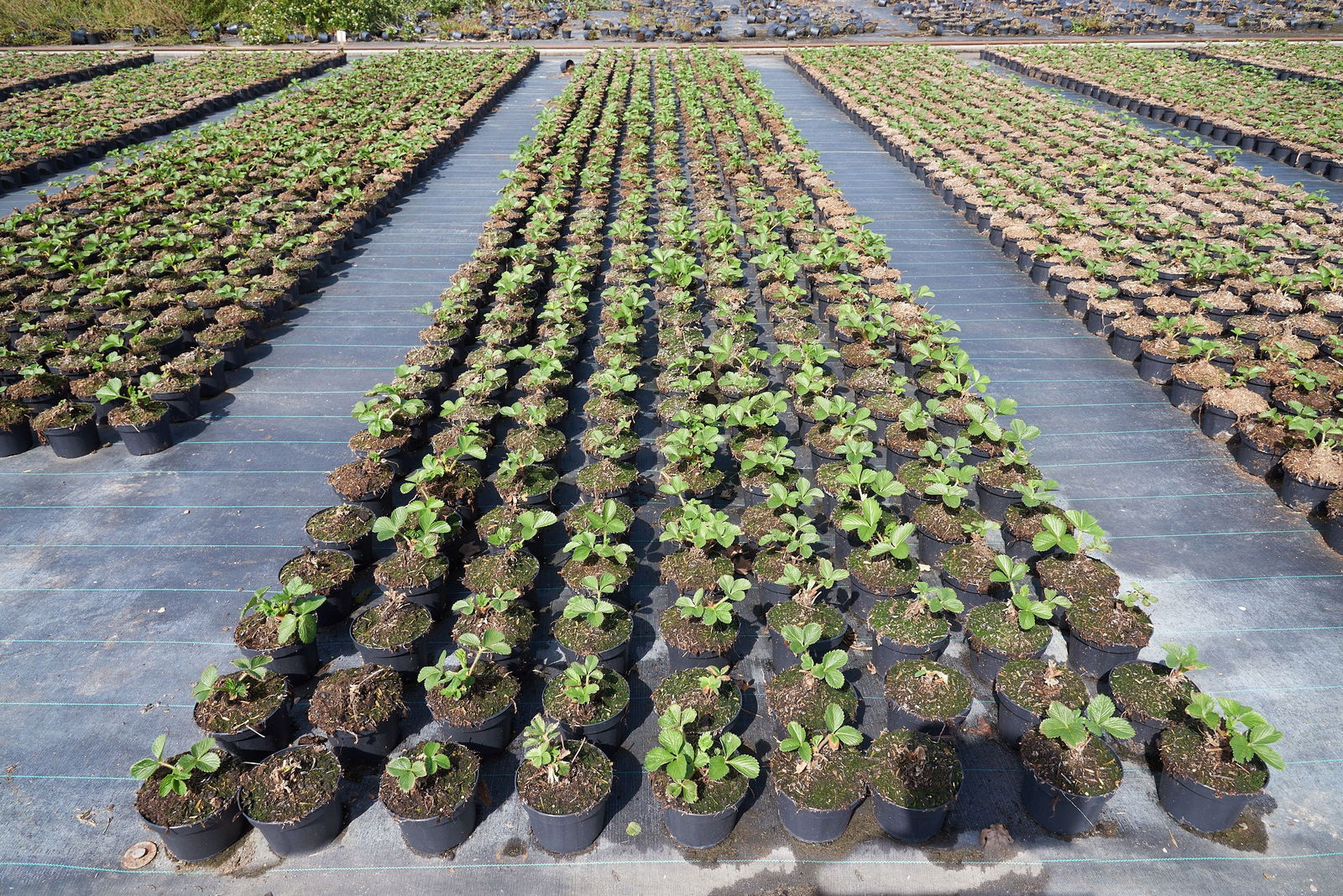 Erdbeere Elsanta - Fragaria Elsanta günstig kaufen