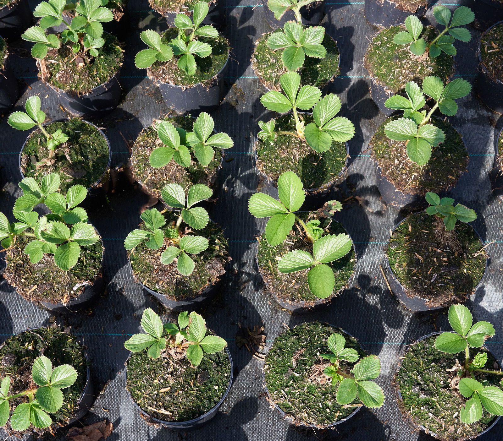 Erdbeere Elsanta - Fragaria Elsanta günstig kaufen