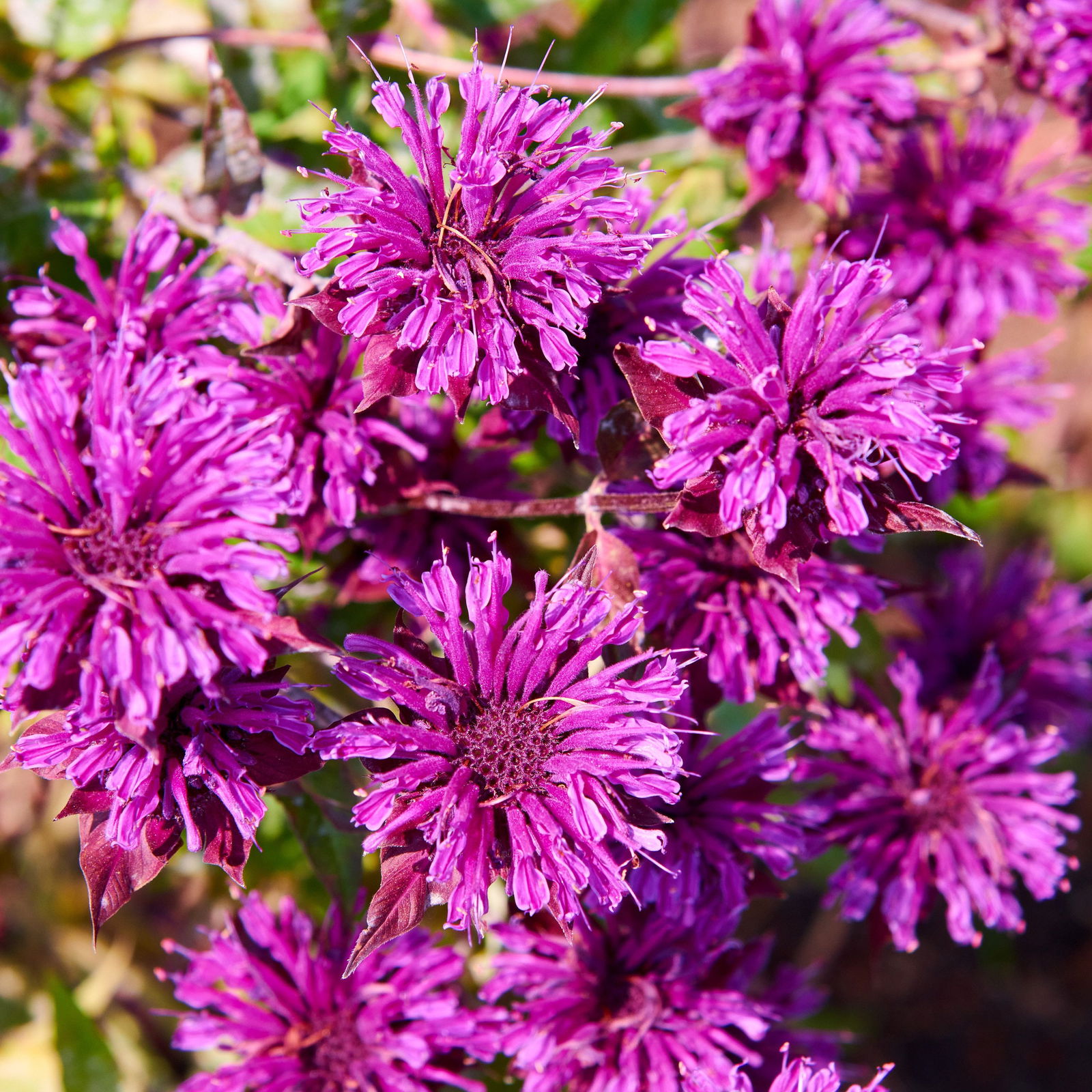 Indianernessel Scorpion - Monarda fistulosa Scorpion günstig kaufen