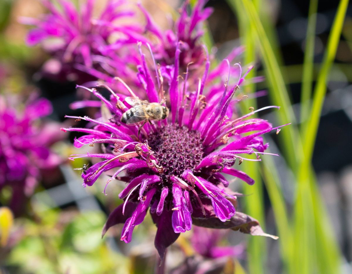 Indianernessel Scorpion - Monarda fistulosa Scorpion günstig kaufen