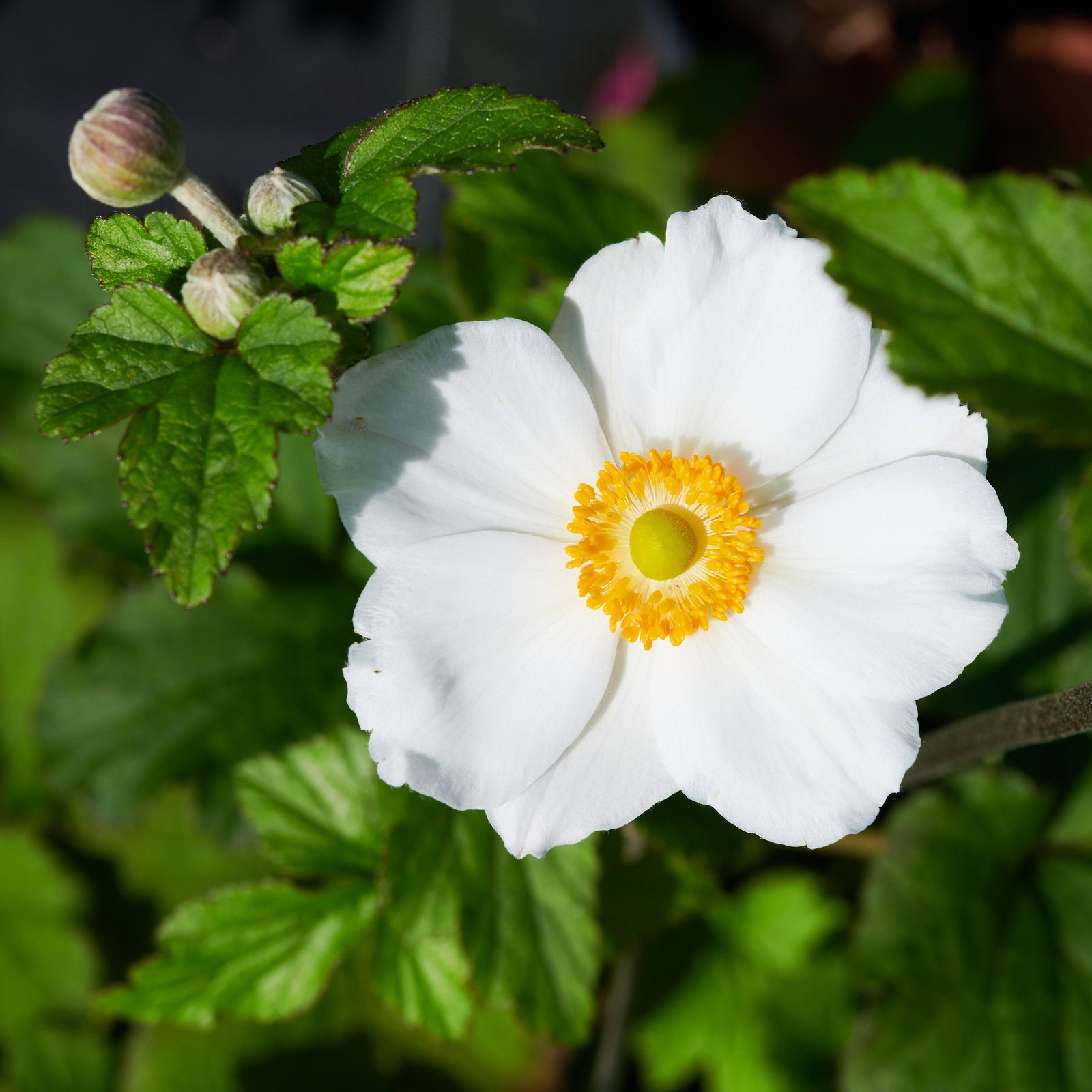 Anemone hupehensis Praecox - Herbst Anemone Praecox | jetzt günstig ...