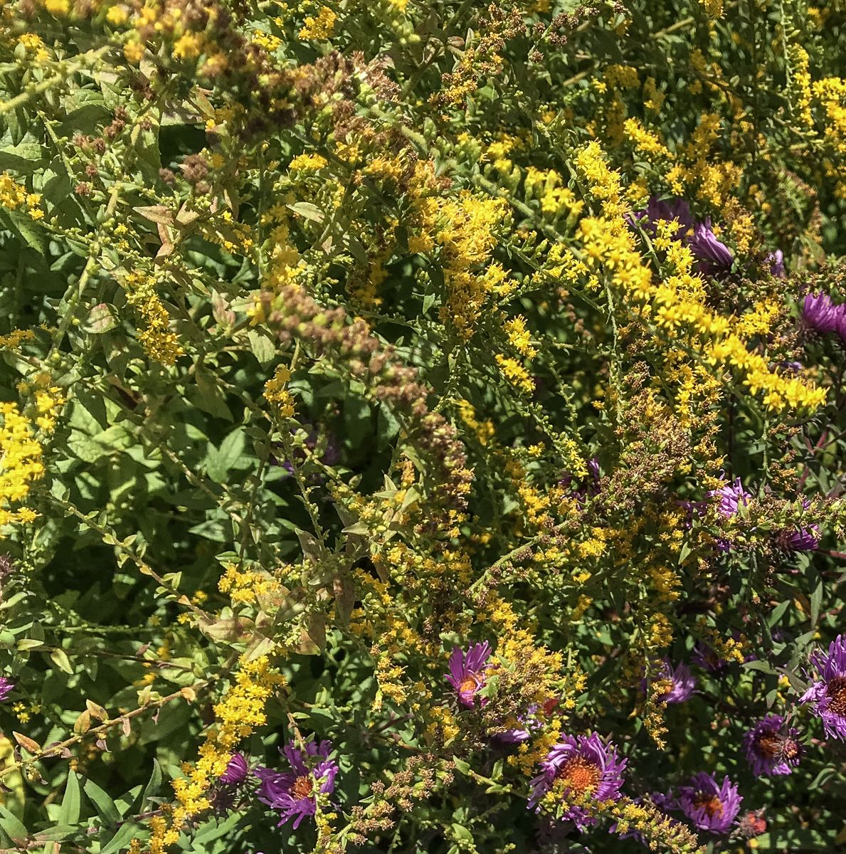 Goldrute Fireworks - Solidago rugosa Fireworks günstig kaufen