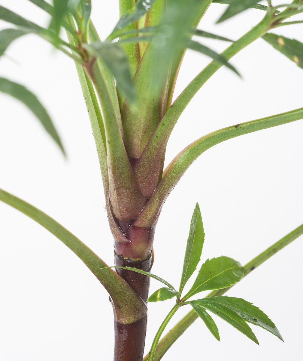 Palmblatt Nieswurz Wester Flisk - Helleborus foetidus Wester Flisk ...