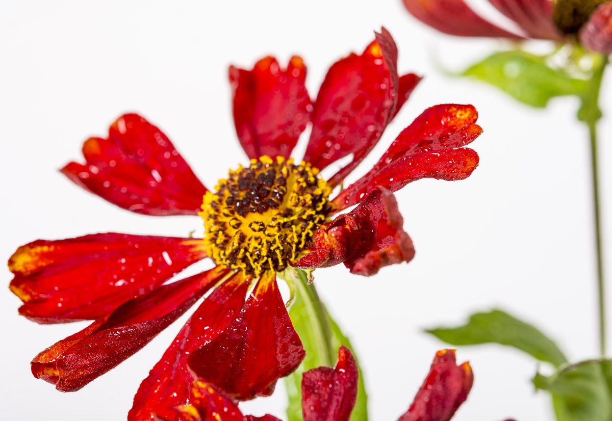 Sonnenbraut Mahagoni - Helenium cultorum Mahagoni günstig kaufen
