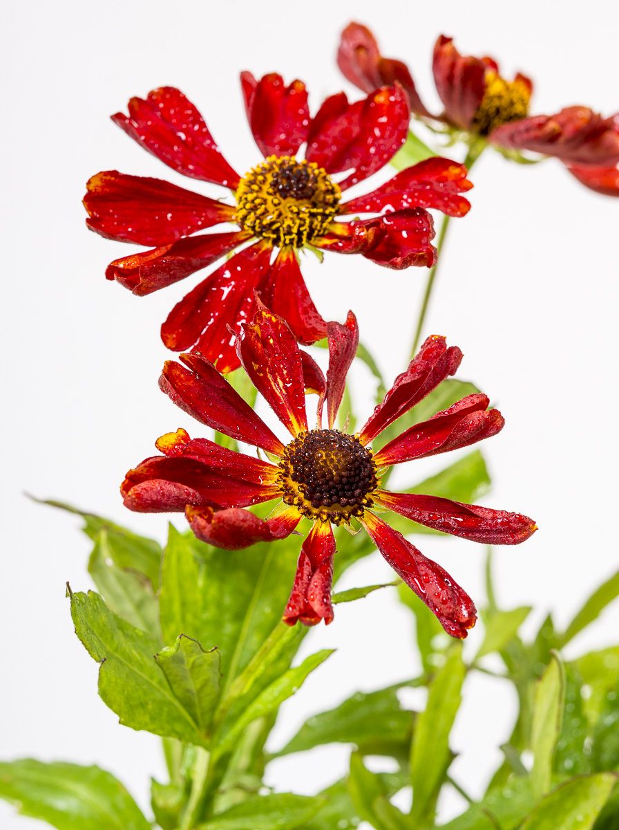 Sonnenbraut Mahagoni - Helenium cultorum Mahagoni günstig kaufen