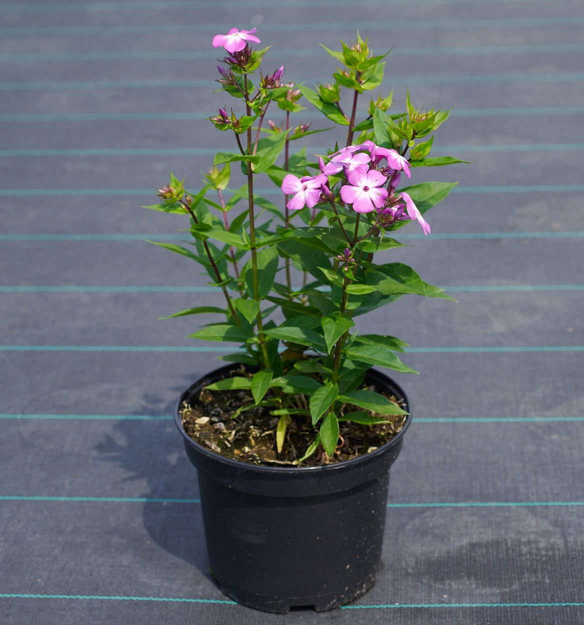 Gedrungene Flammenblume Lilac Flame - Phlox paniculata Flame Ser Lilac ...