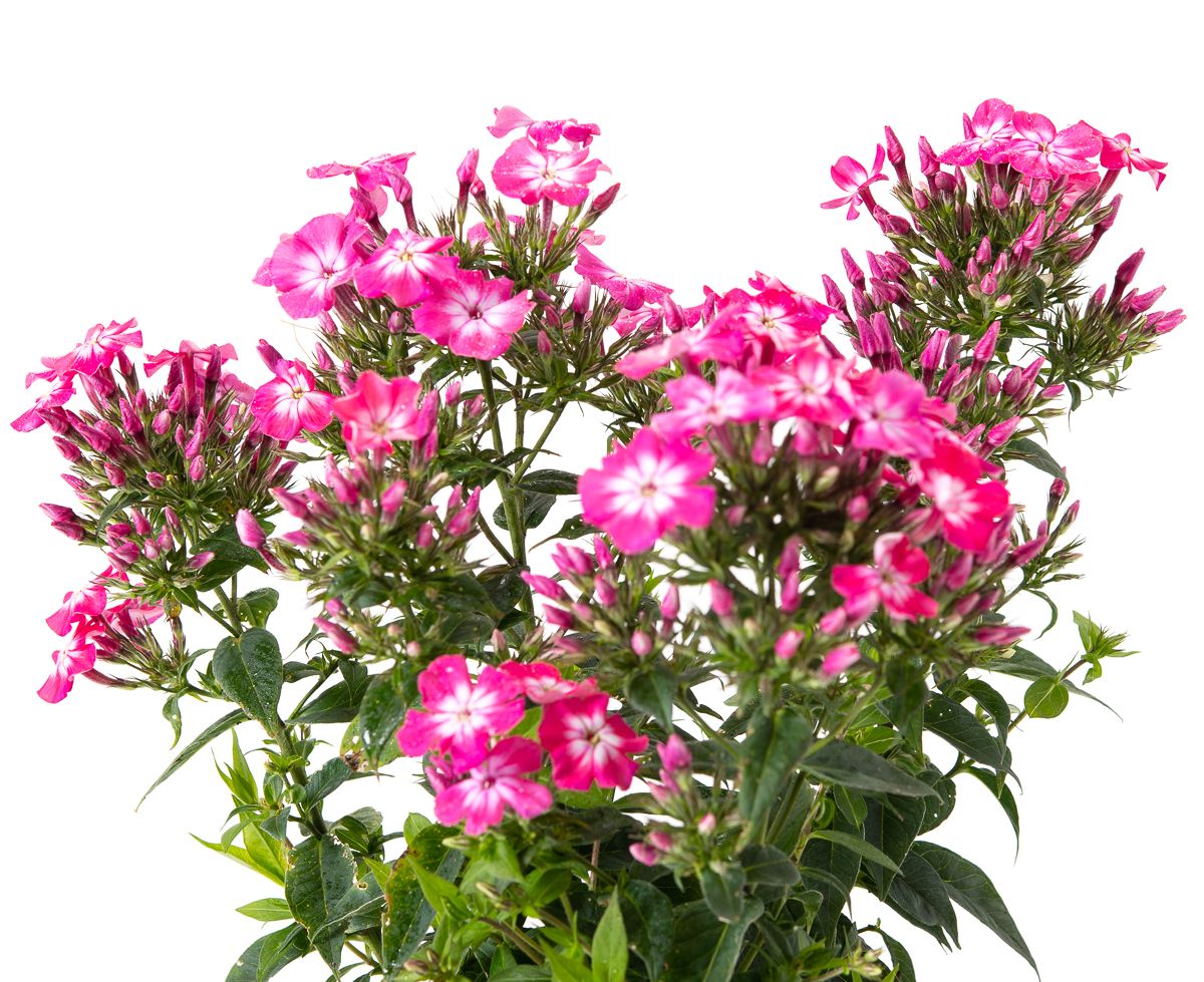 Hohe Flammenblume Light Pink Flame - Phlox paniculata Light Pink Flame ...