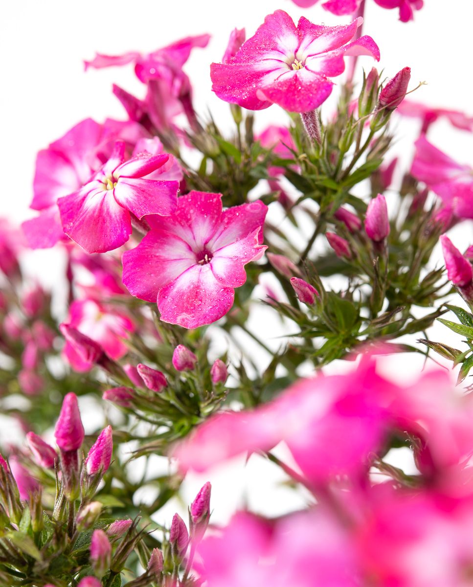 Hohe Flammenblume Light Pink Flame - Phlox paniculata Light Pink Flame ...