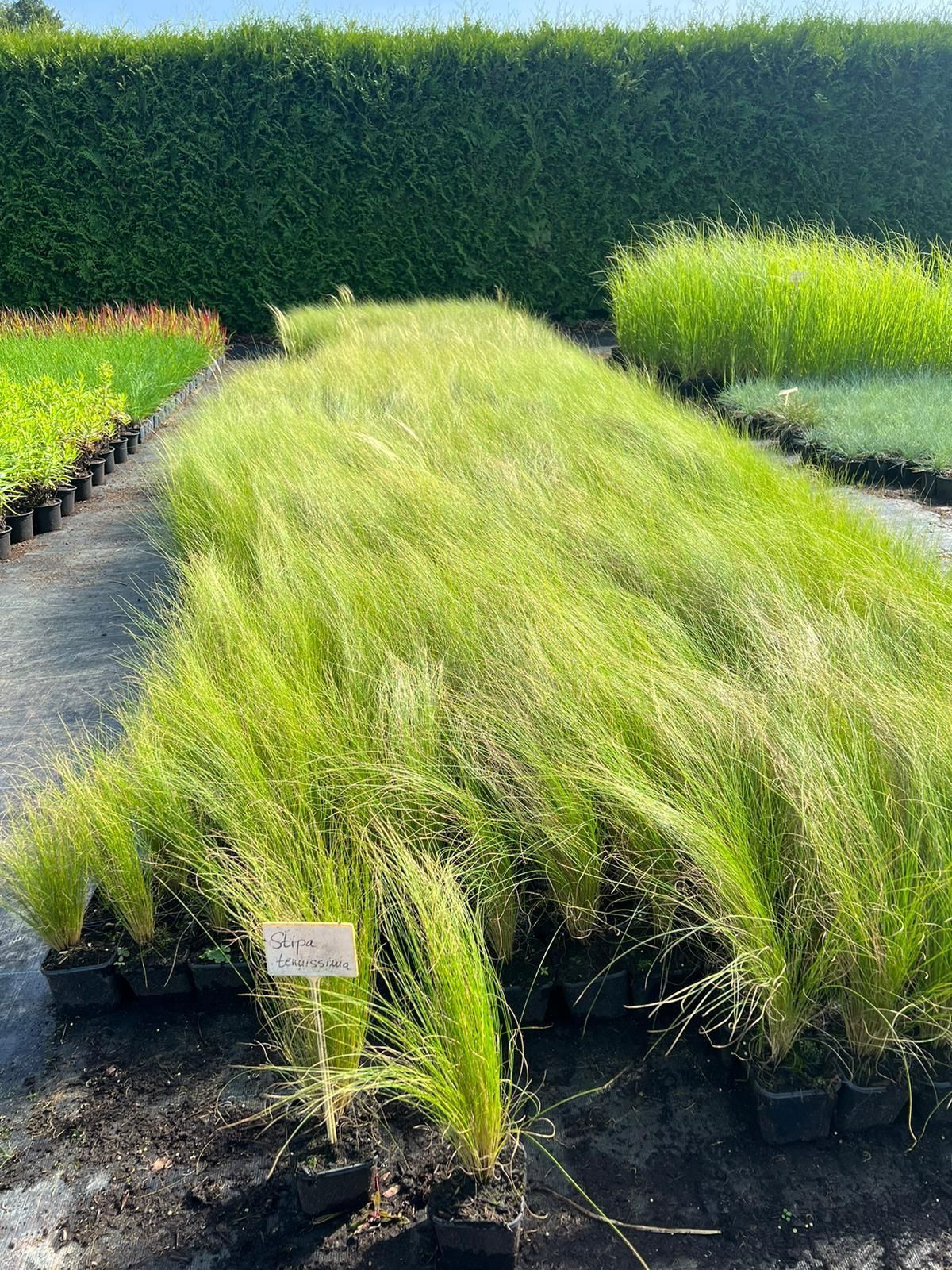 Zartes Federgras - Stipa tenuissima günstig kaufen
