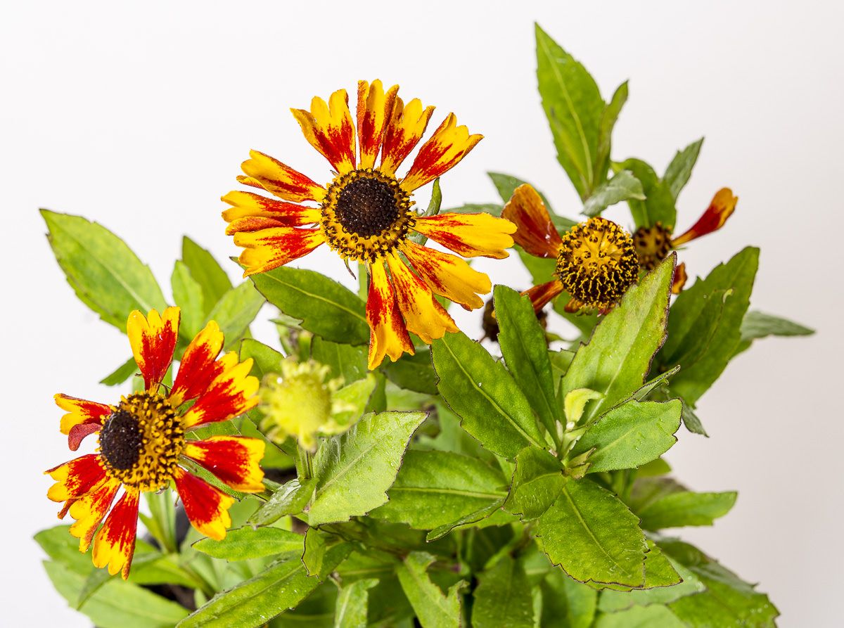 Sonnenbraut Biedermeier - Helenium cultorum Biedermeier günstig kaufen