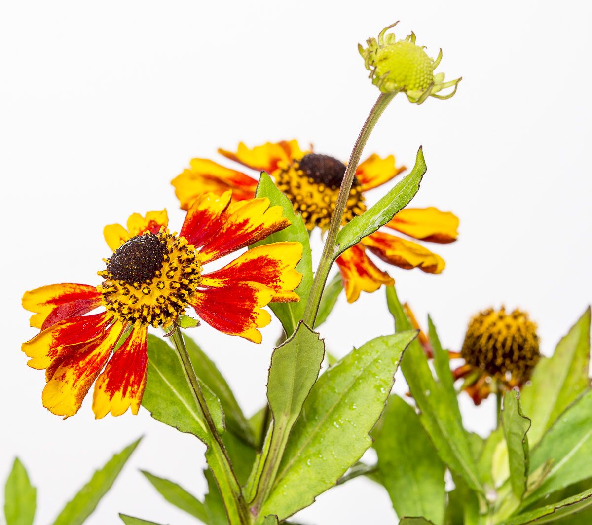 Sonnenbraut Biedermeier - Helenium cultorum Biedermeier günstig kaufen