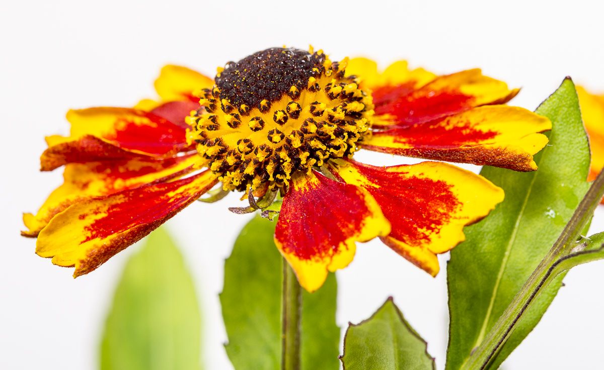 Sonnenbraut Biedermeier - Helenium cultorum Biedermeier günstig kaufen