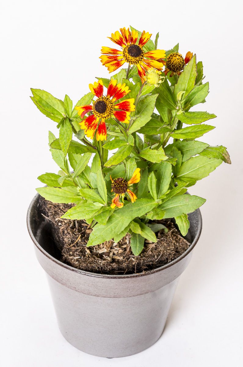 Sonnenbraut Biedermeier - Helenium cultorum Biedermeier günstig kaufen
