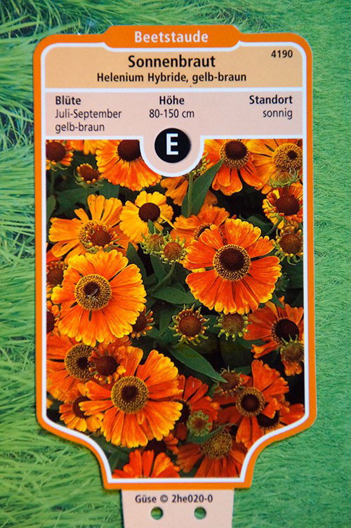 Sonnenbraut Biedermeier - Helenium cultorum Biedermeier günstig kaufen