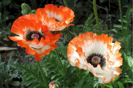 Orientalischer Mohn Picotee - Papaver orientale Picotee günstig kaufen