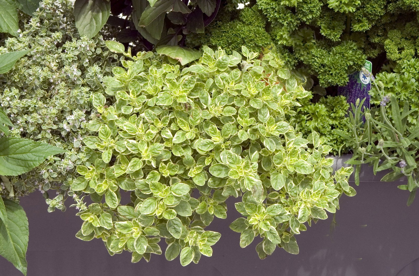 Thymian Golden Dwarf - Thymus citriodorus Golden Dwarf günstig kaufen