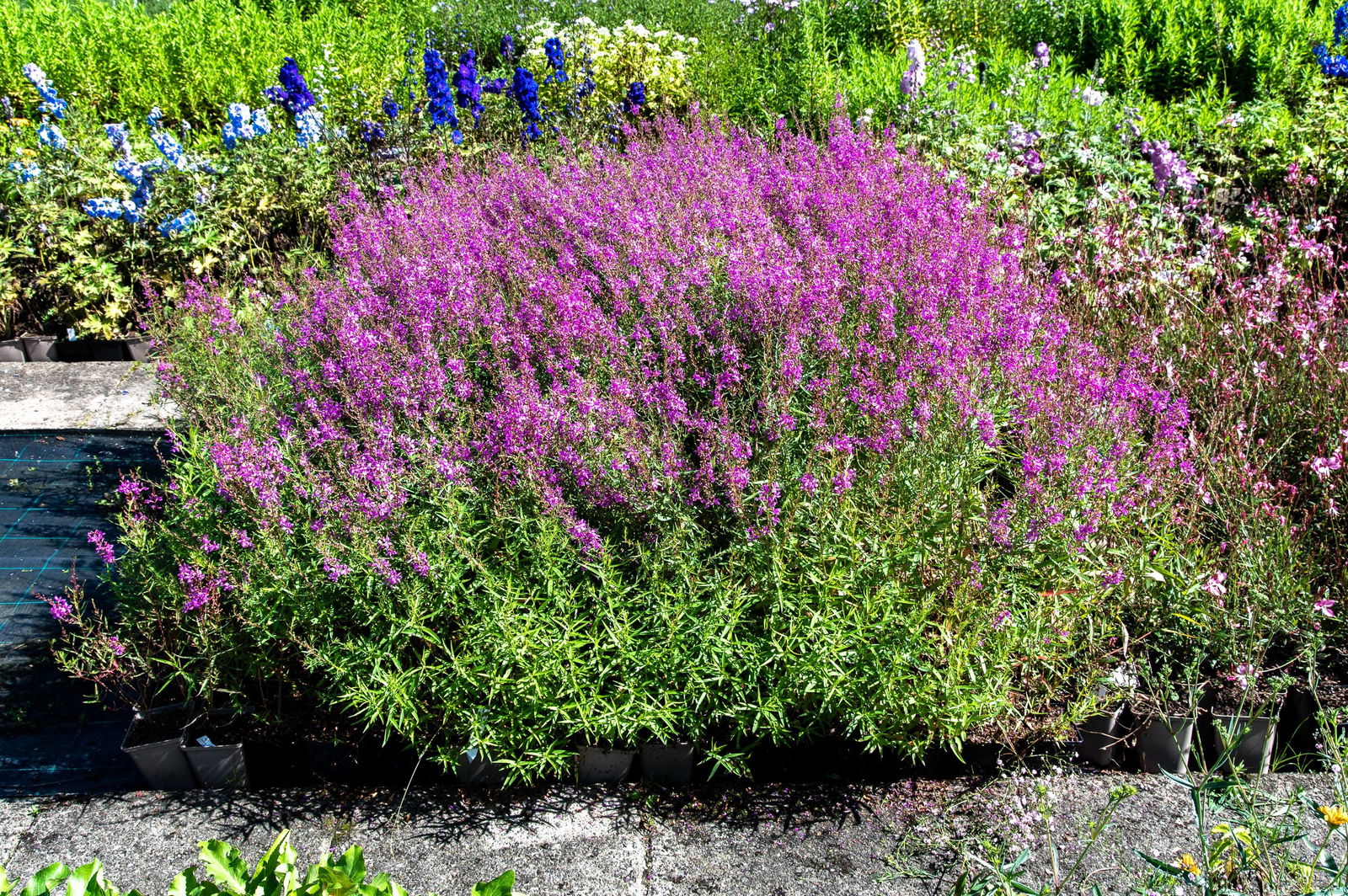 Ruten Weiderich Swirl - Lythrum virgatum Swirl günstig kaufen