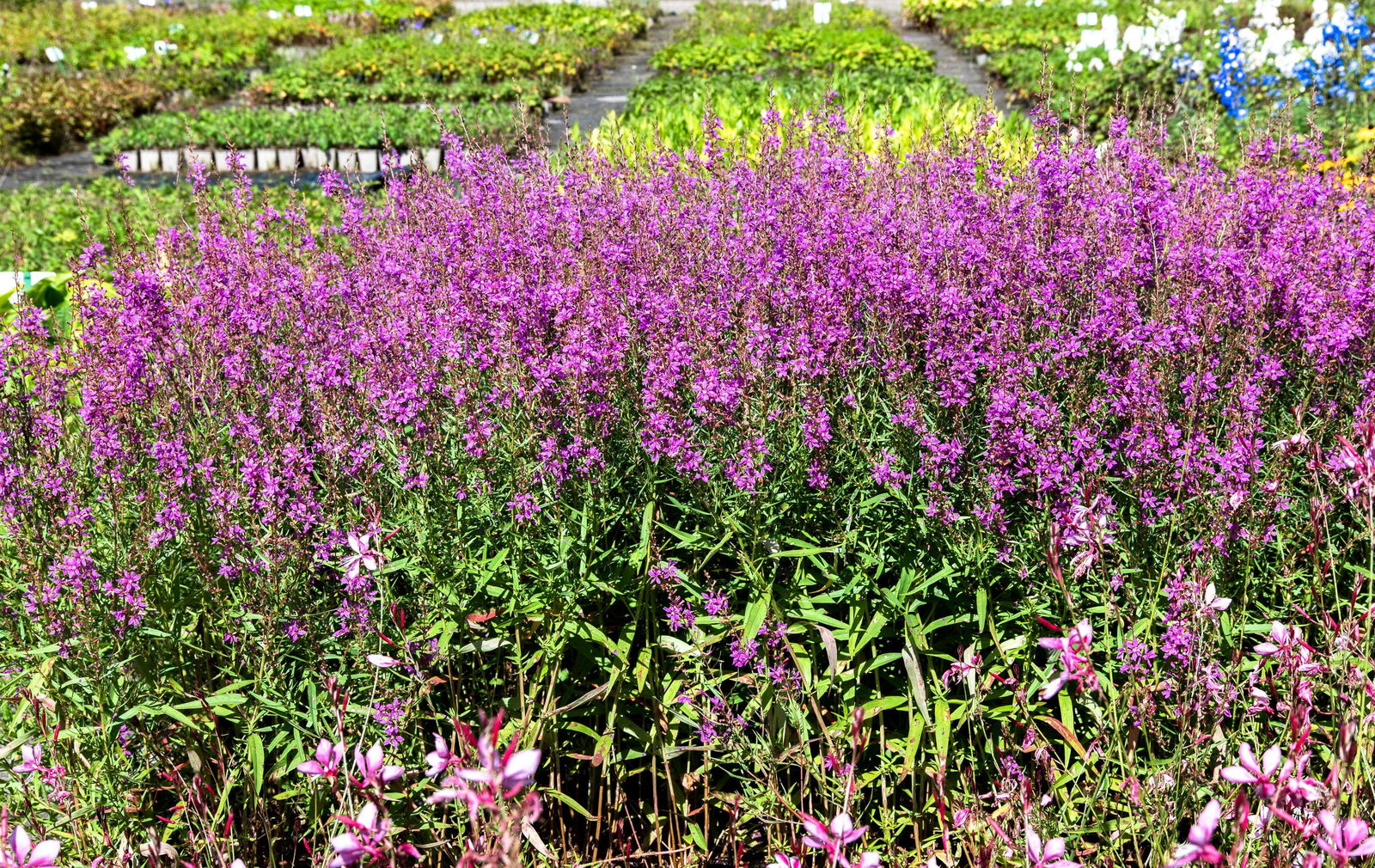 Ruten Weiderich Swirl - Lythrum virgatum Swirl günstig kaufen