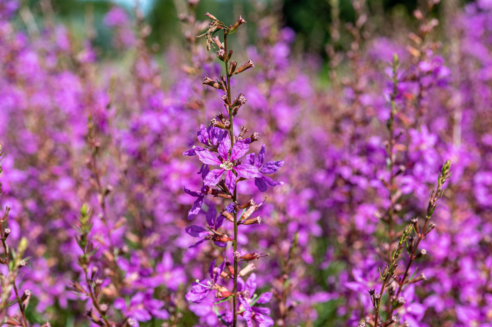 Ruten Weiderich Swirl - Lythrum virgatum Swirl günstig kaufen